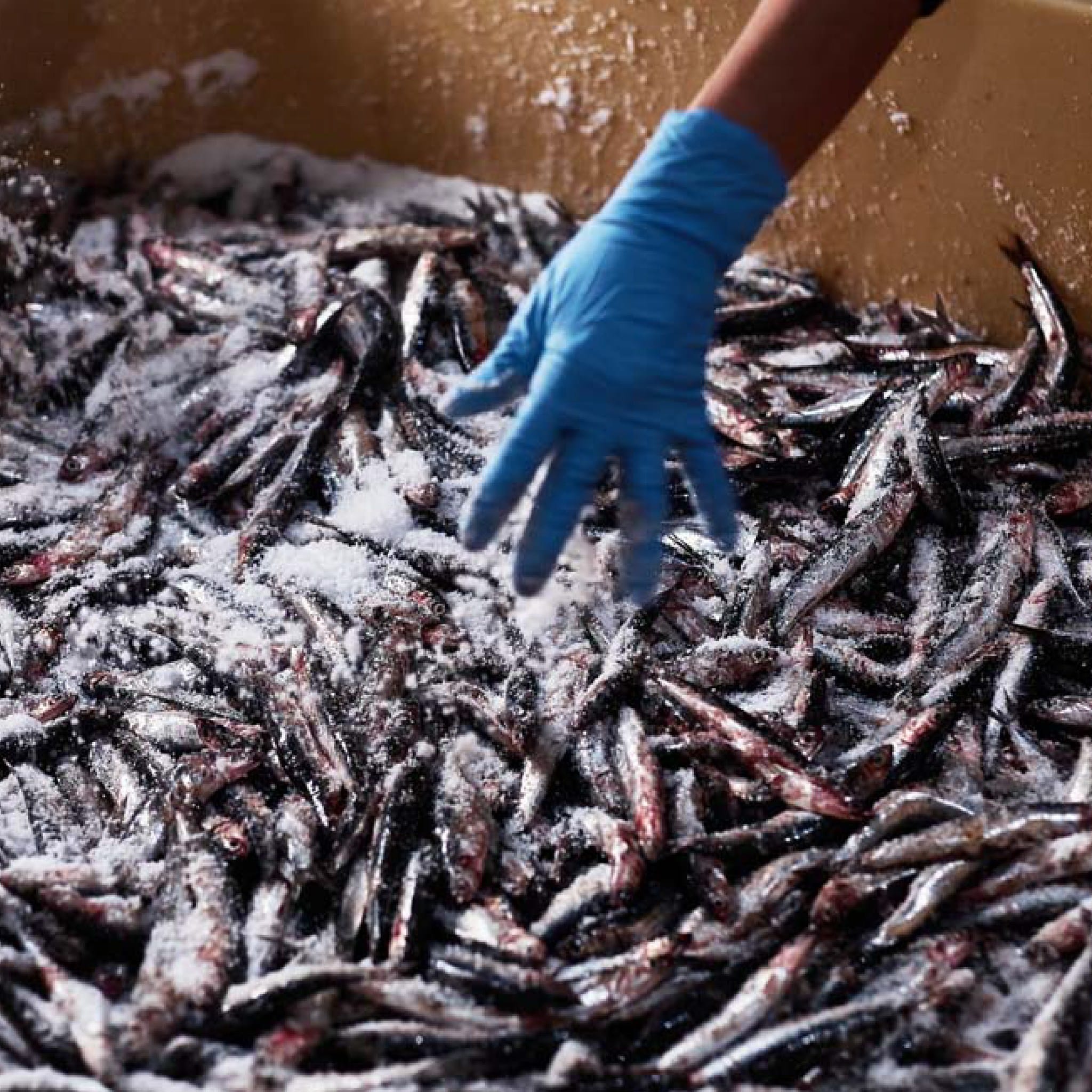 Vous faire aimer les anchois